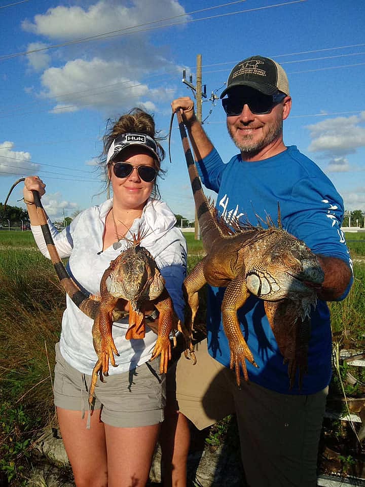 Half Day Iguana Hunt with Exotic Charters in South Florida | Outguided