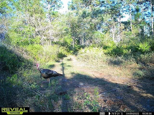 Wild Boar and Hog Hunting in Kauai | Outguided
