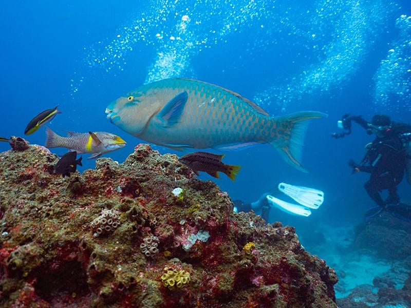 7-Day Galapagos Island Scuba Diving Tour on the Galapagos Master ...