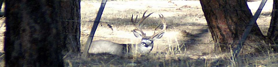 10-Day Guided Arizona Trophy Mule Deer Hunt in the Kaibab w/ Camp ...
