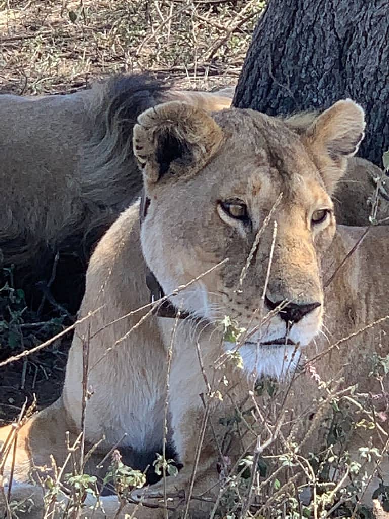 12-Day Explore Kenya in Tsavo Amboseli Maasai Mara Safari | Outguided