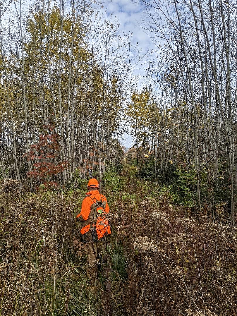 Ruffed Grouse & Woodcock Hunt in the Catskill Mountains - Full Day ...