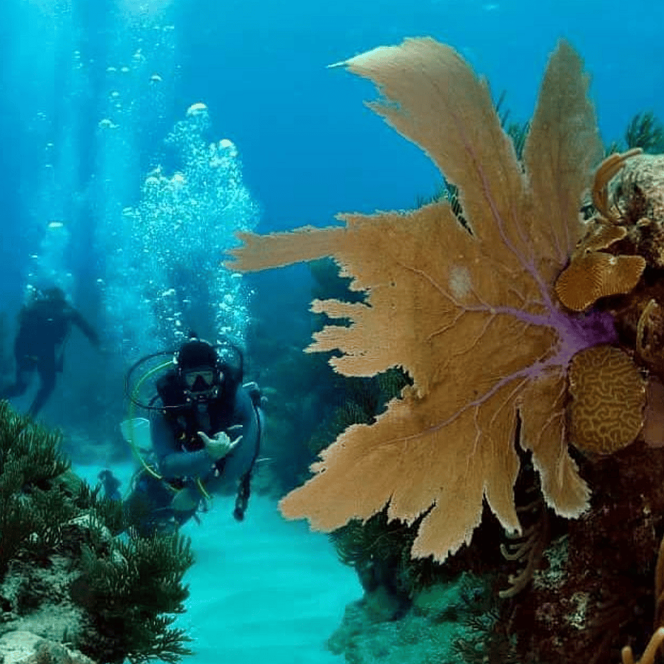 PADI Bermuda Invasive Lionfish Specialty Course | Outguided