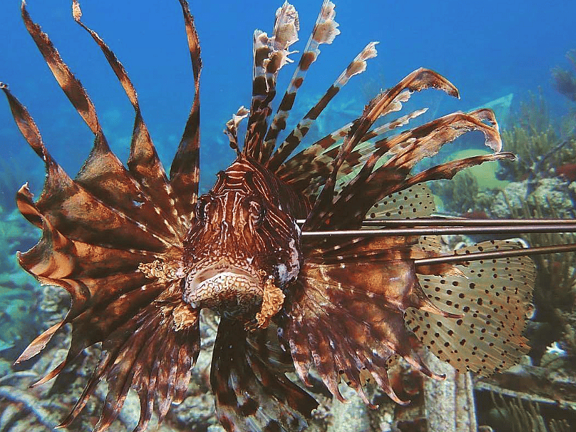 PADI Bermuda Invasive Lionfish Specialty Course | Outguided
