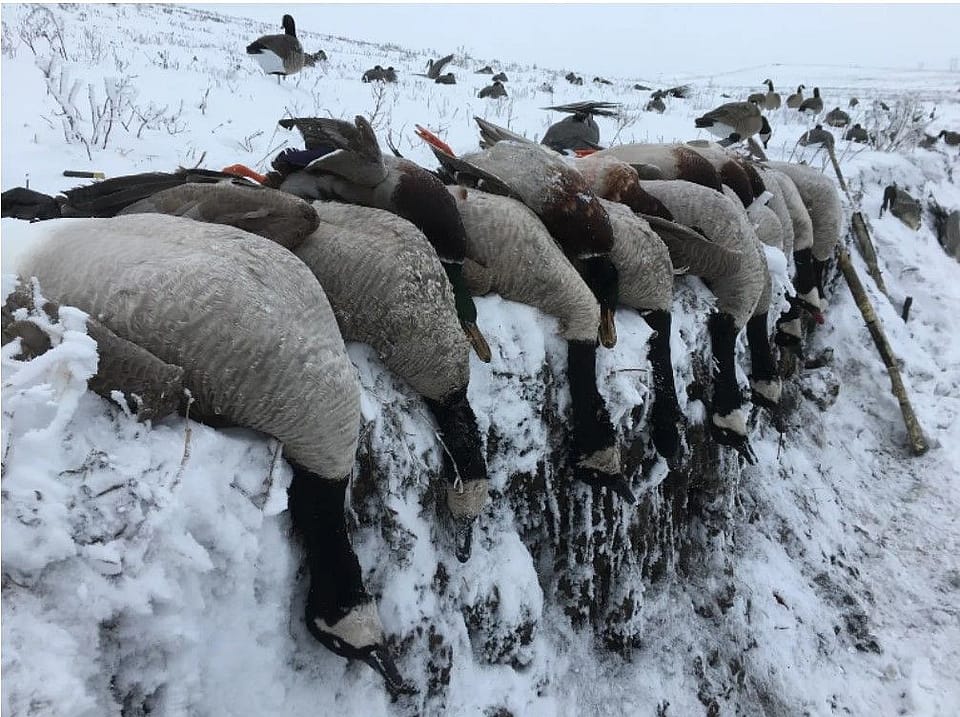 4-Day North Dakota Tundra Swan Hunt | Outguided