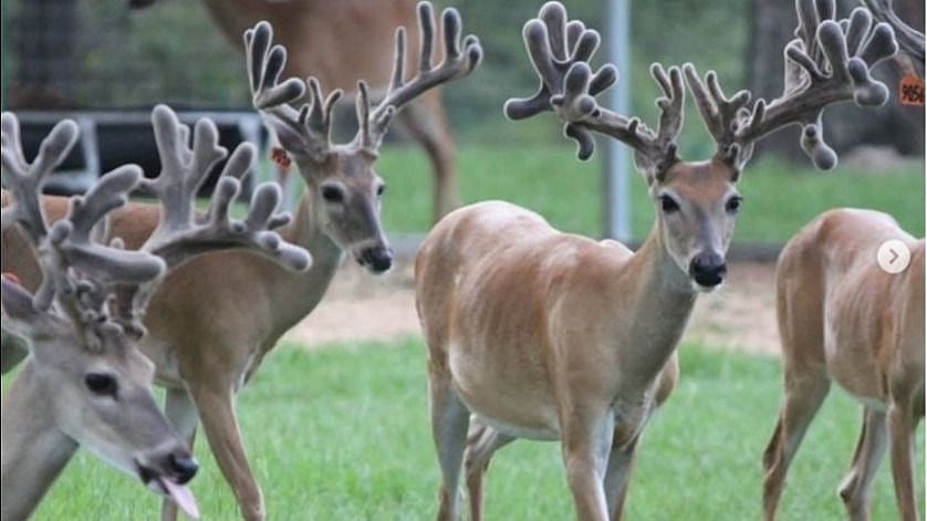 3-Day stay at Texas Whitetail Ranch | Outguided