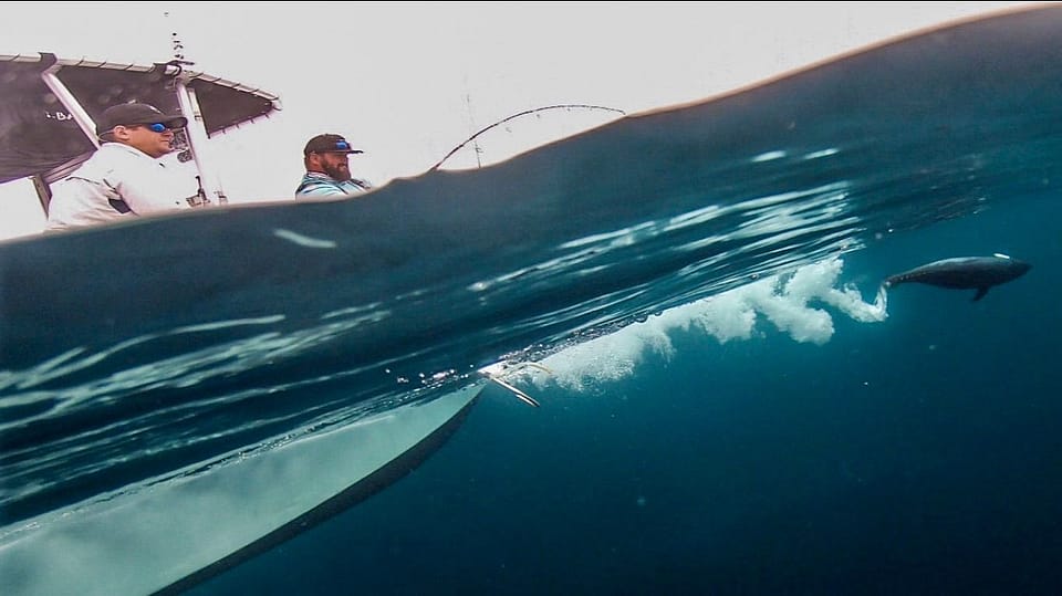 12-Hour Cape Cod Blue Fin | Outguided