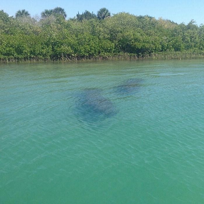 2-Hour Halifax River Eco-Tour | Outguided