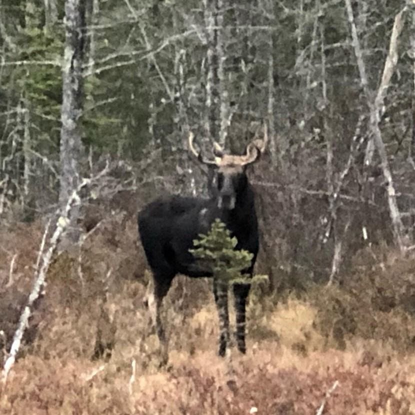 12-Hour Maine Moose Safari Adventure | Outguided