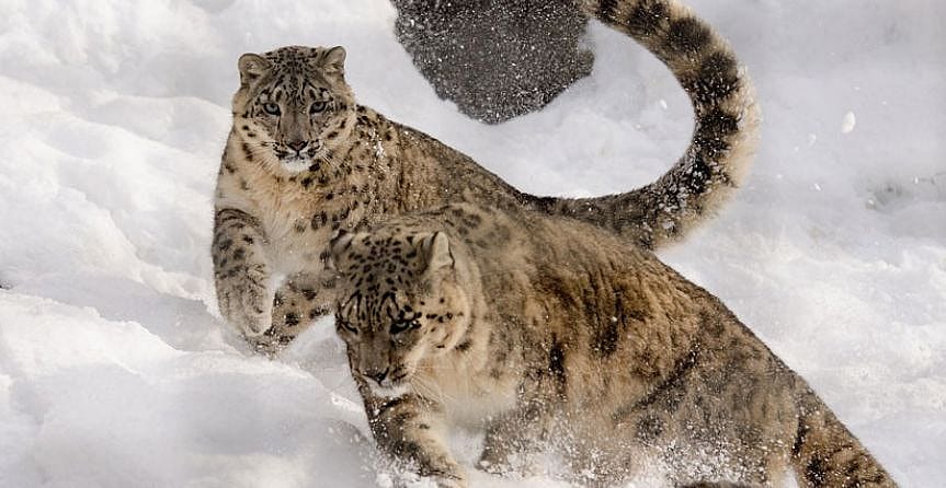 13 Days Snow Leopard Tracking in Nepal | Outguided