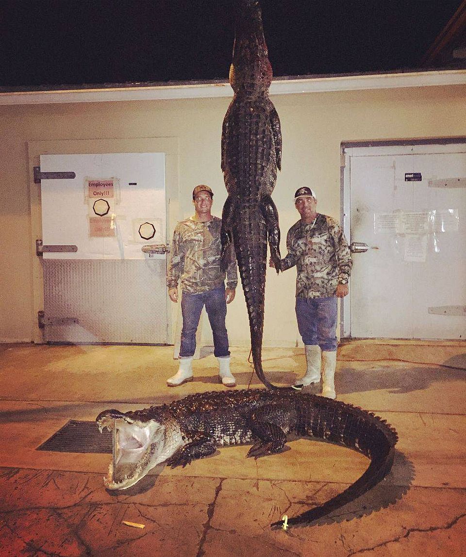 Okeechobee Alligator Hunts